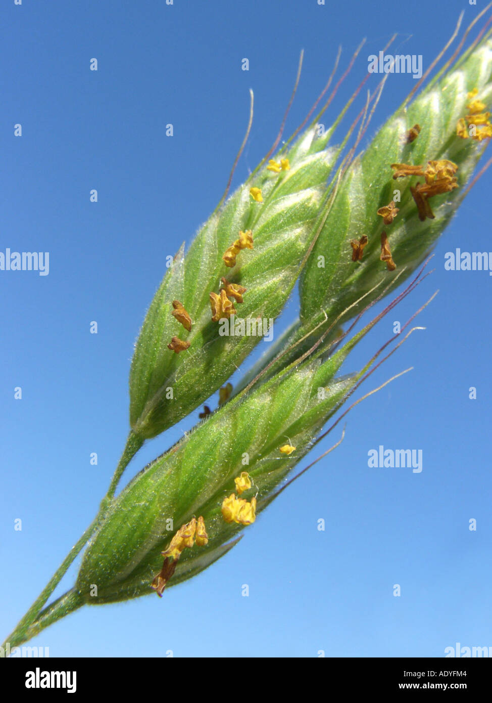 soft chess, soft-brome (Bromus hordeaceus subsp. Hordeaceus), blooming ...