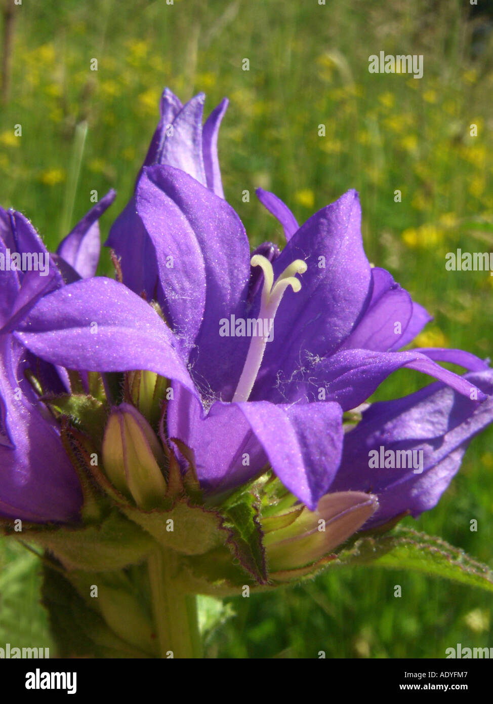clustered bellflower, dane's-blood (Campanula glomerata), single flower ...