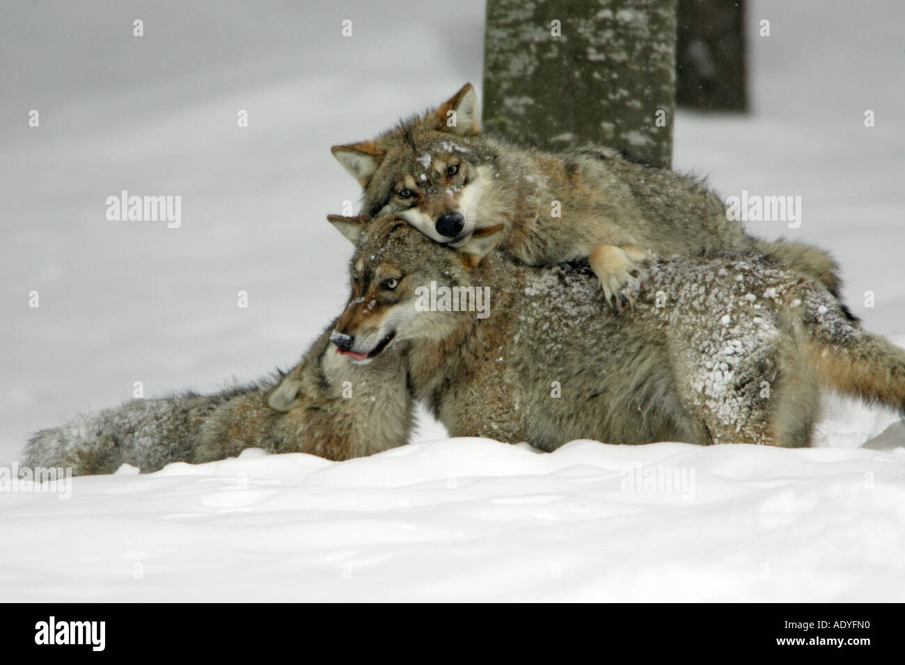 Juvenile wolves hi-res stock photography and images - Alamy