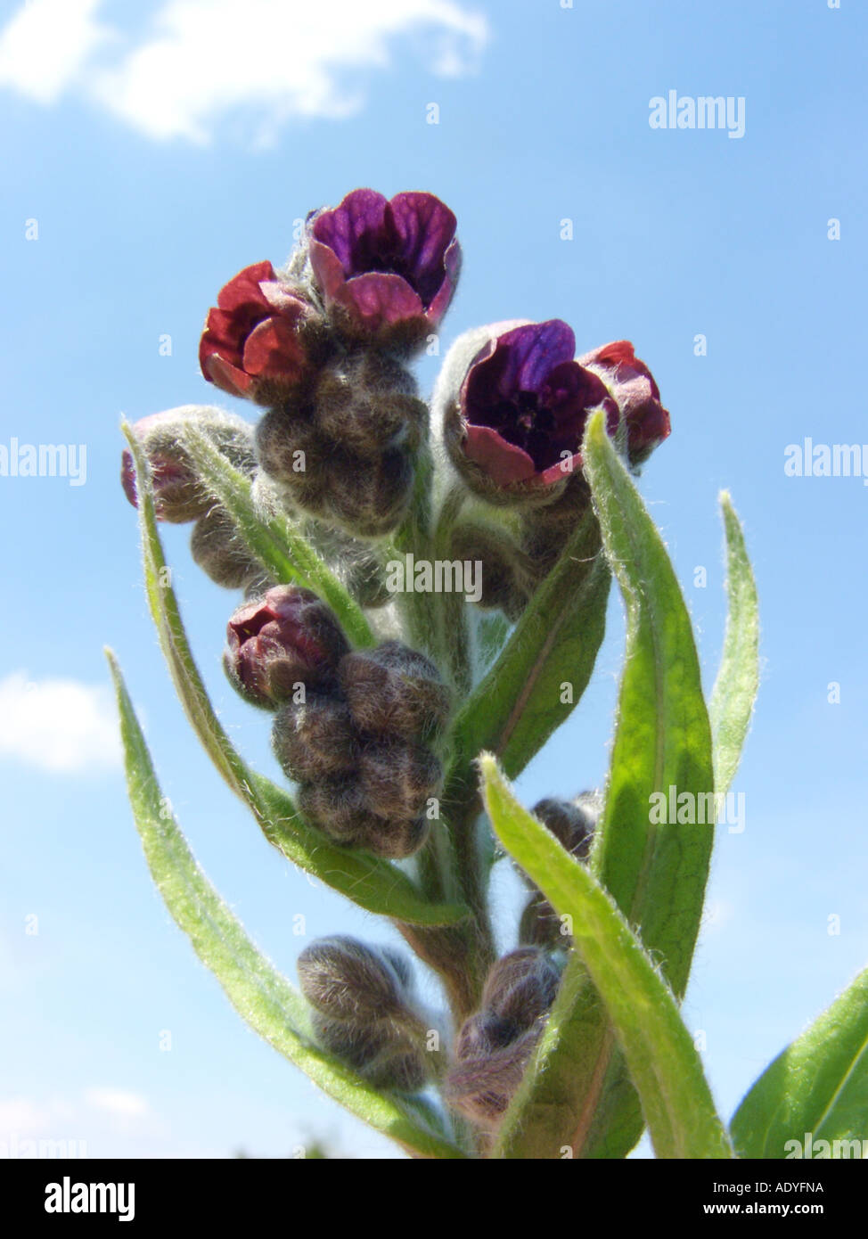 common hound's tongue, houndstoungue (Cynoglossum officinale ...
