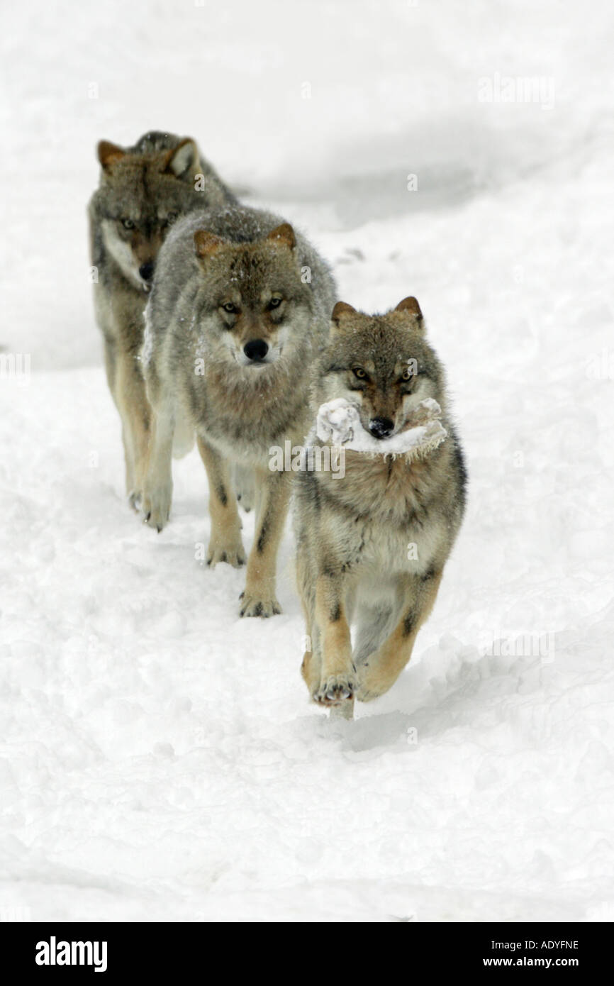 Wolf chasing animals hi-res stock photography and images - Alamy