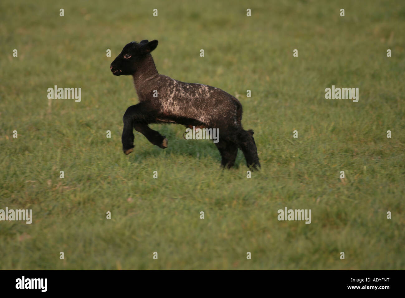 Black lamb running in grass field Stock Photo - Alamy