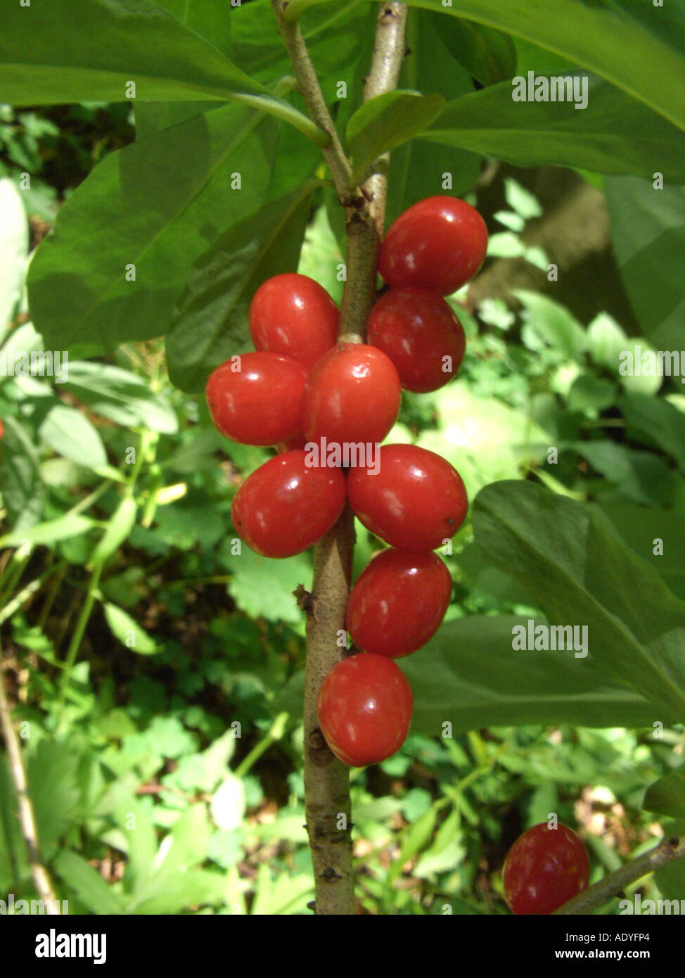 mezereon, February daphne (Daphne mezereum), fruits Stock Photo - Alamy