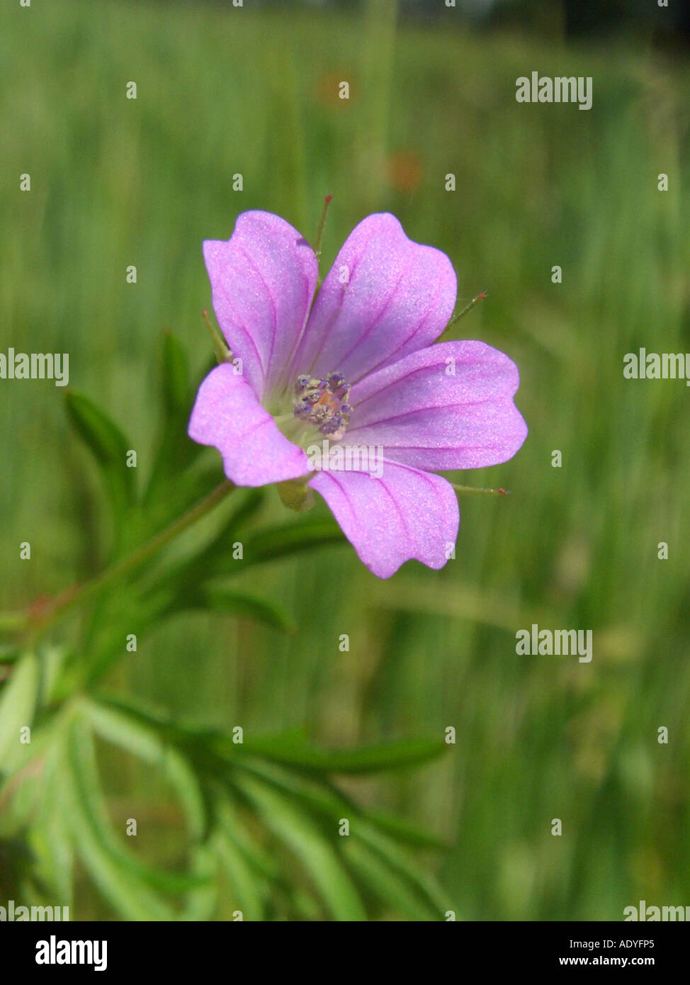 long-stalked cranesbill, long-stalk cranesbill (Geranium columbinum ...