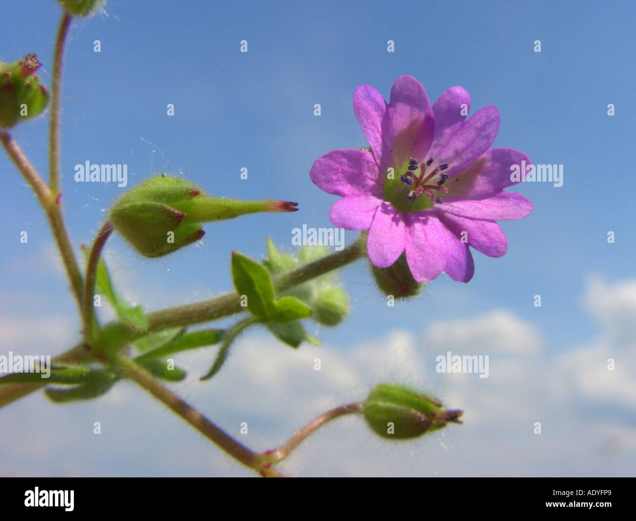 dove's-foot cranesbill (Geranium molle), flower and young fruits ...