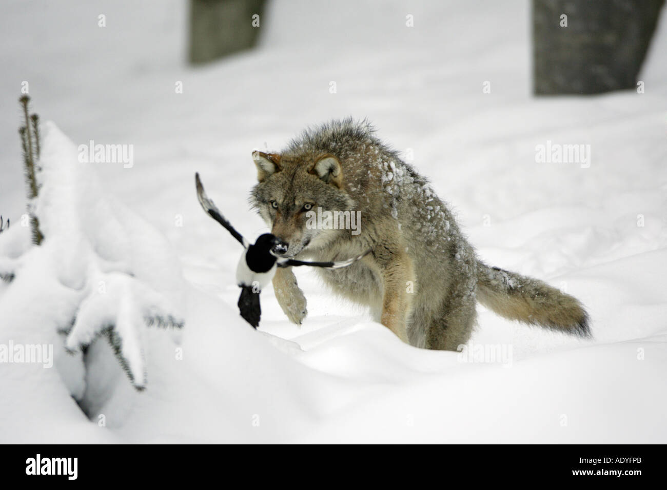Wolf Chasing Prey High Resolution Stock Photography and Images - Alamy