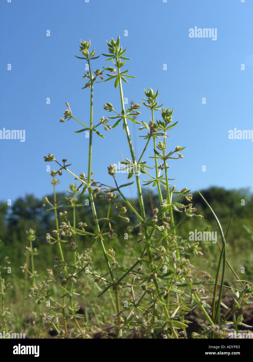 wall bedstraw (Galium parisiense), fruiting plant on industrial ground ...