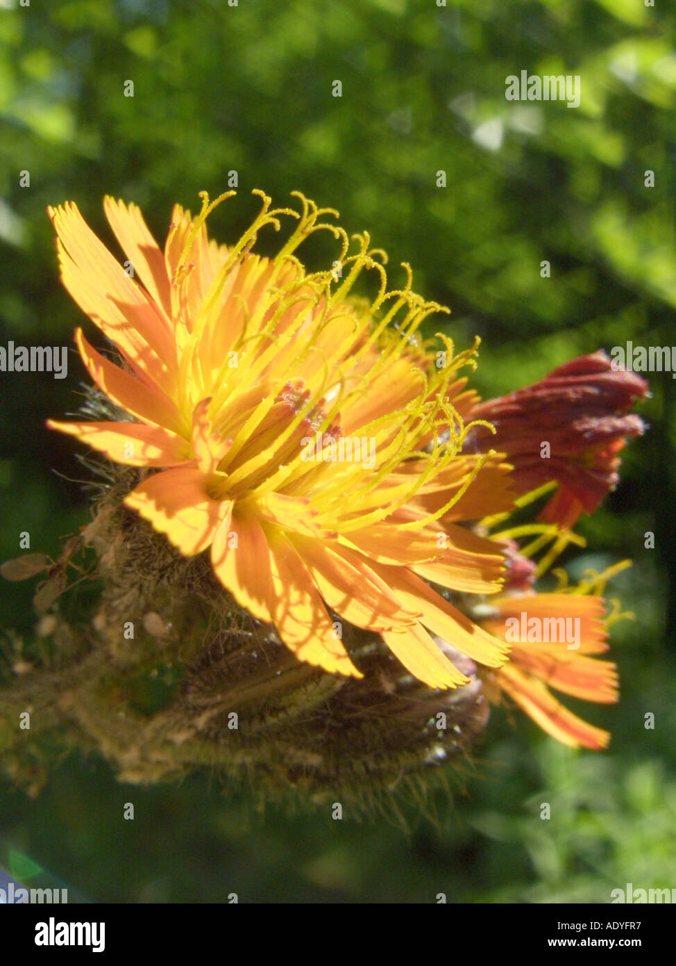 Collier mountain hi-res stock photography and images - Alamy