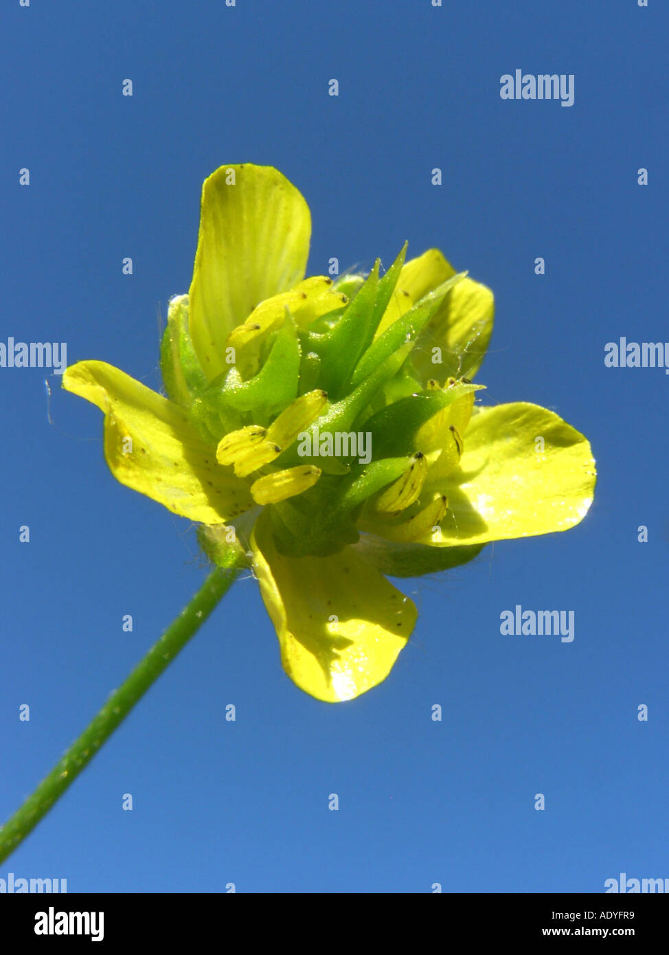 field buttercup, corn buttercup (Ranunculus arvensis), flower against ...