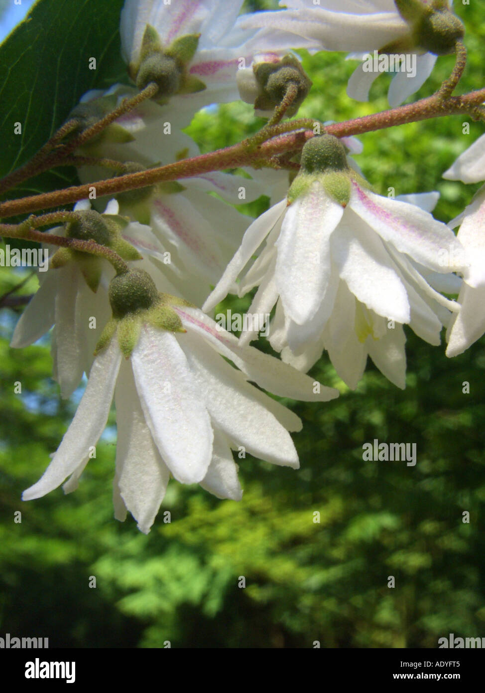 deutzia (Deutzia scabra), flowers Stock Photo - Alamy