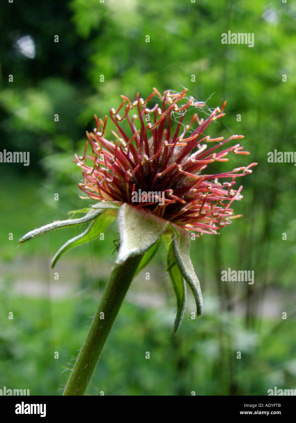 common avens, wood avens, clover-root (Geum urbanum), fruit, Germany ...