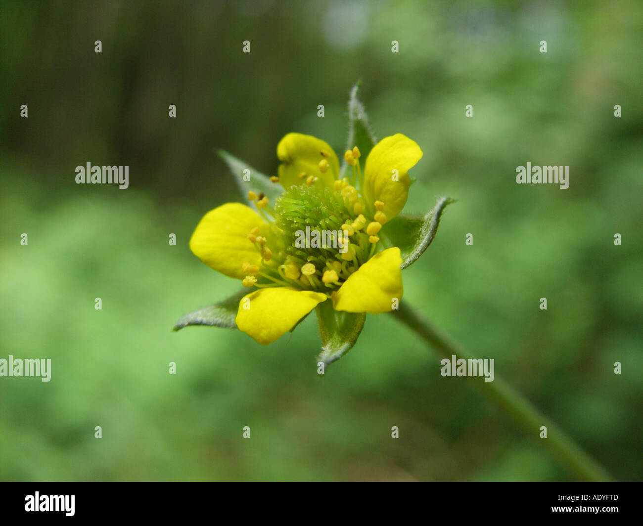 common avens, wood avens, clover-root (Geum urbanum), flower, Germany ...