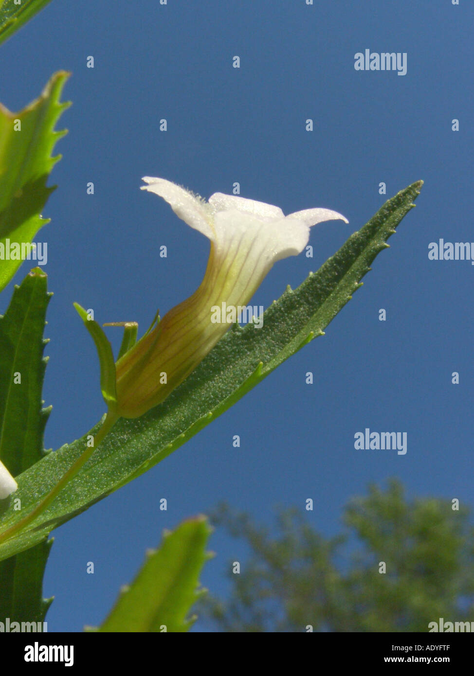 hedge hyssop (Gratiola officinalis), flower Stock Photo - Alamy