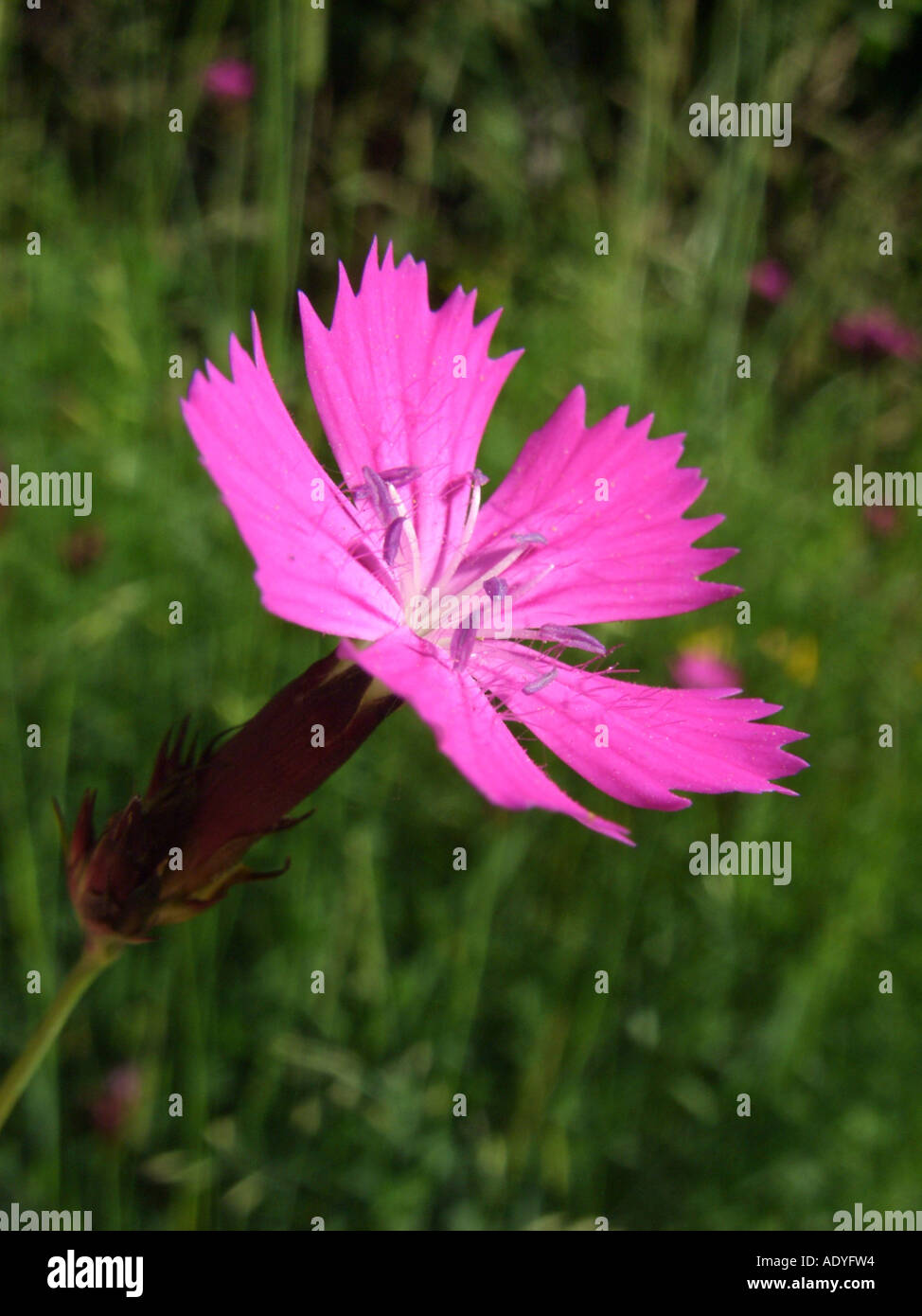 Dianthus carthusianorum (german pink) hi-res stock photography and ...