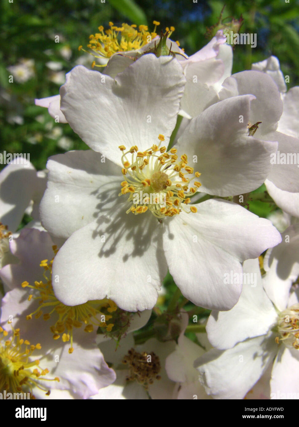 Rosa multiflora flower hi-res stock photography and images - Alamy