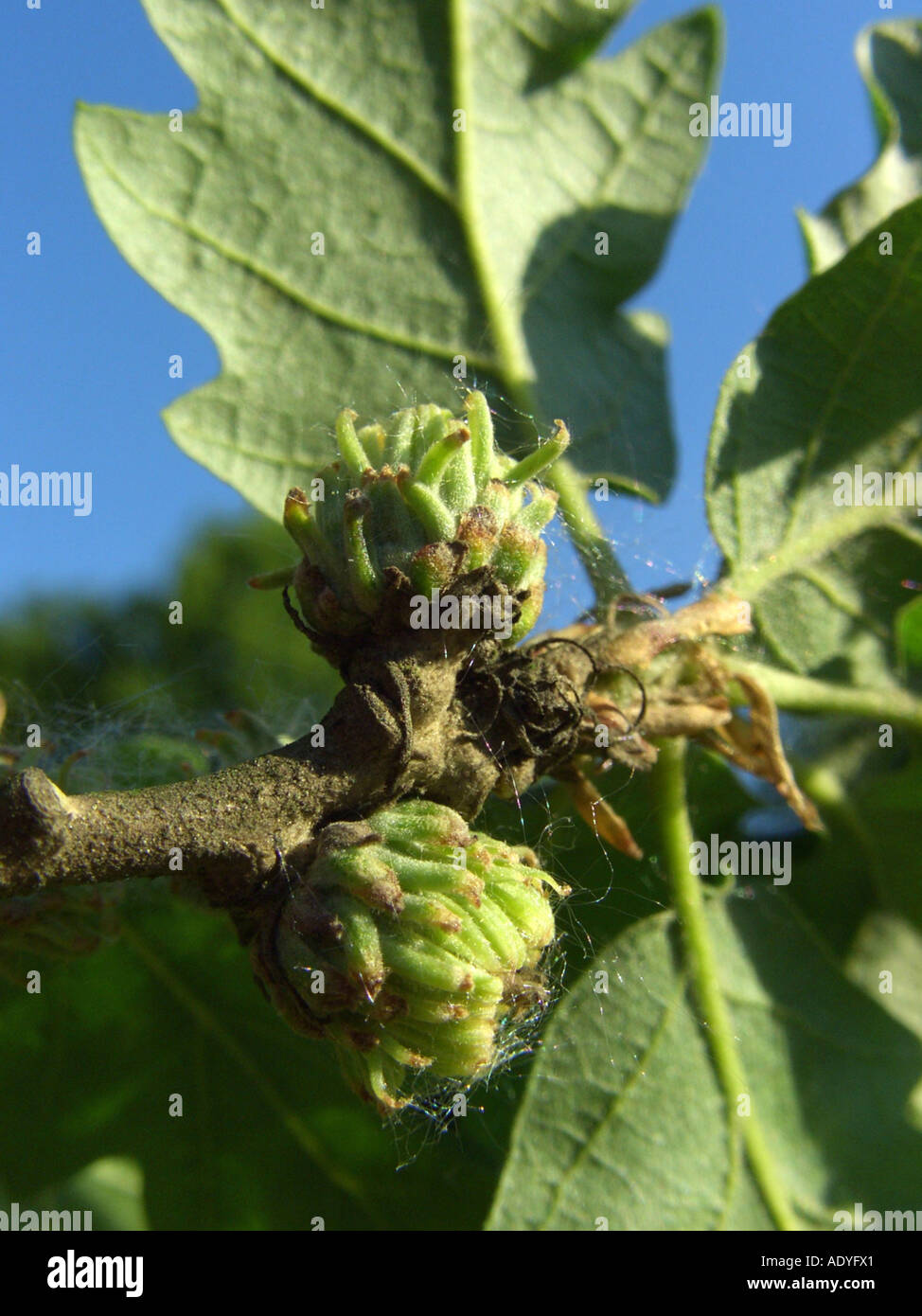 Turkey oak (Quercus cerris), young fruits, cupules Stock Photo - Alamy