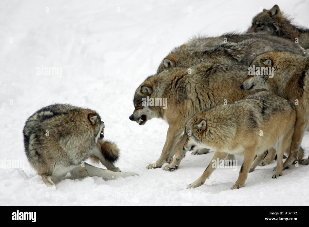 European wolf Canis lupus Stock Photo - Alamy