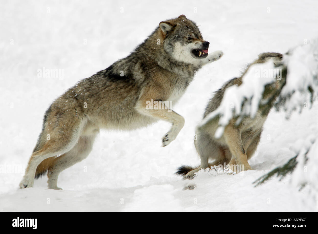 Snarling wolf europe hi-res stock photography and images - Alamy