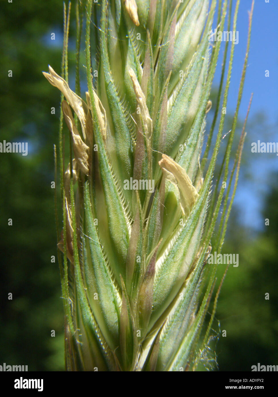 cultivated rye (Secale cereale), blooming spikelets Stock Photo - Alamy