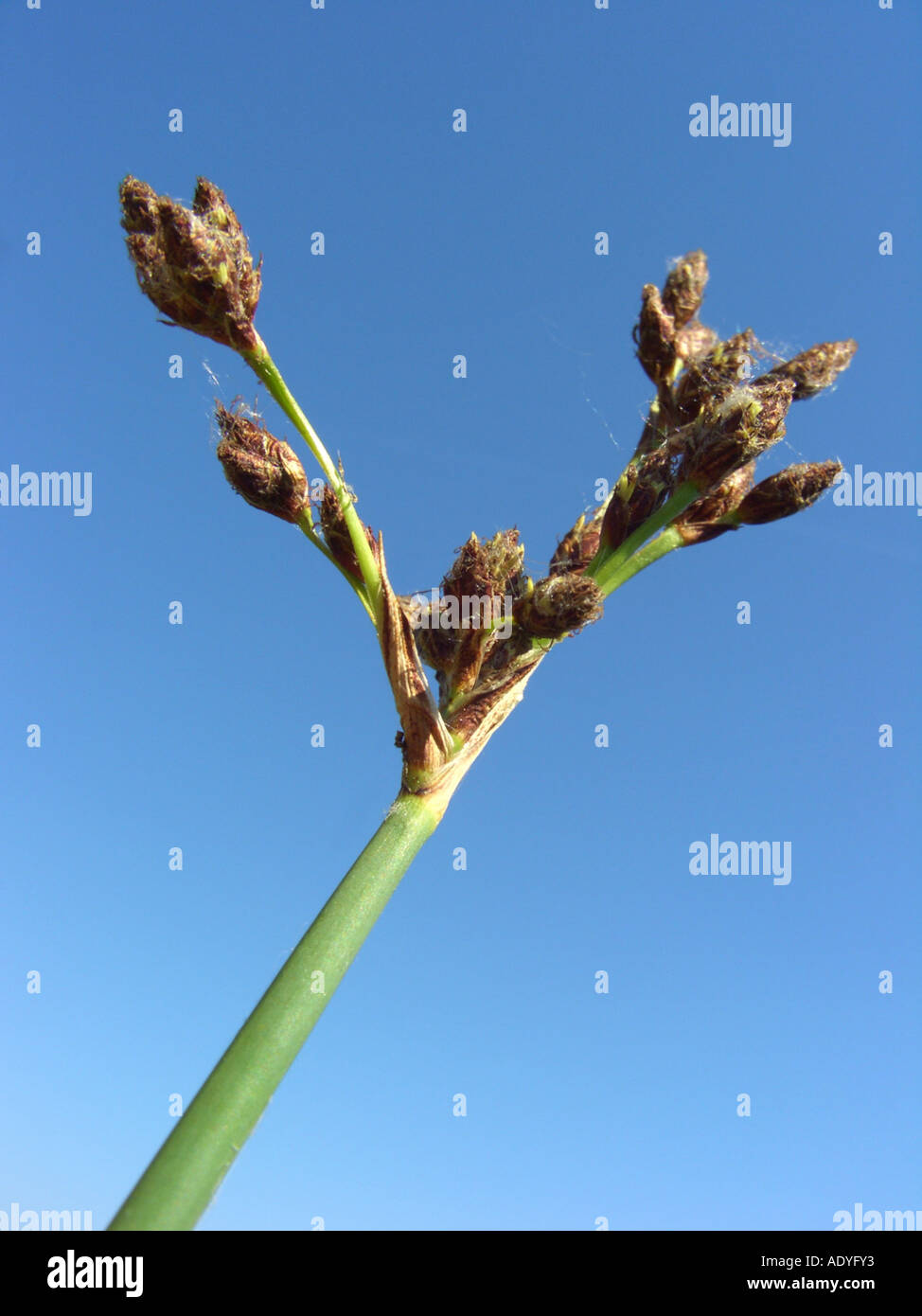 glaucous bulrush, grey club-rush, soft-stem club-rush (Schoenoplectus ...