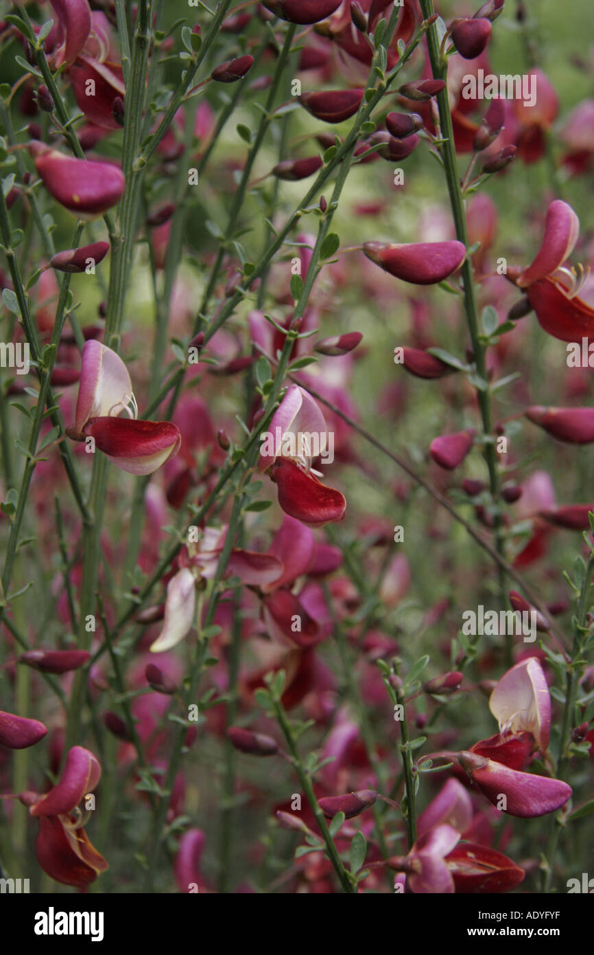 Scotch broom (Cytisus scoparius), cv- Boskoop Ruby: blooming bush Stock ...
