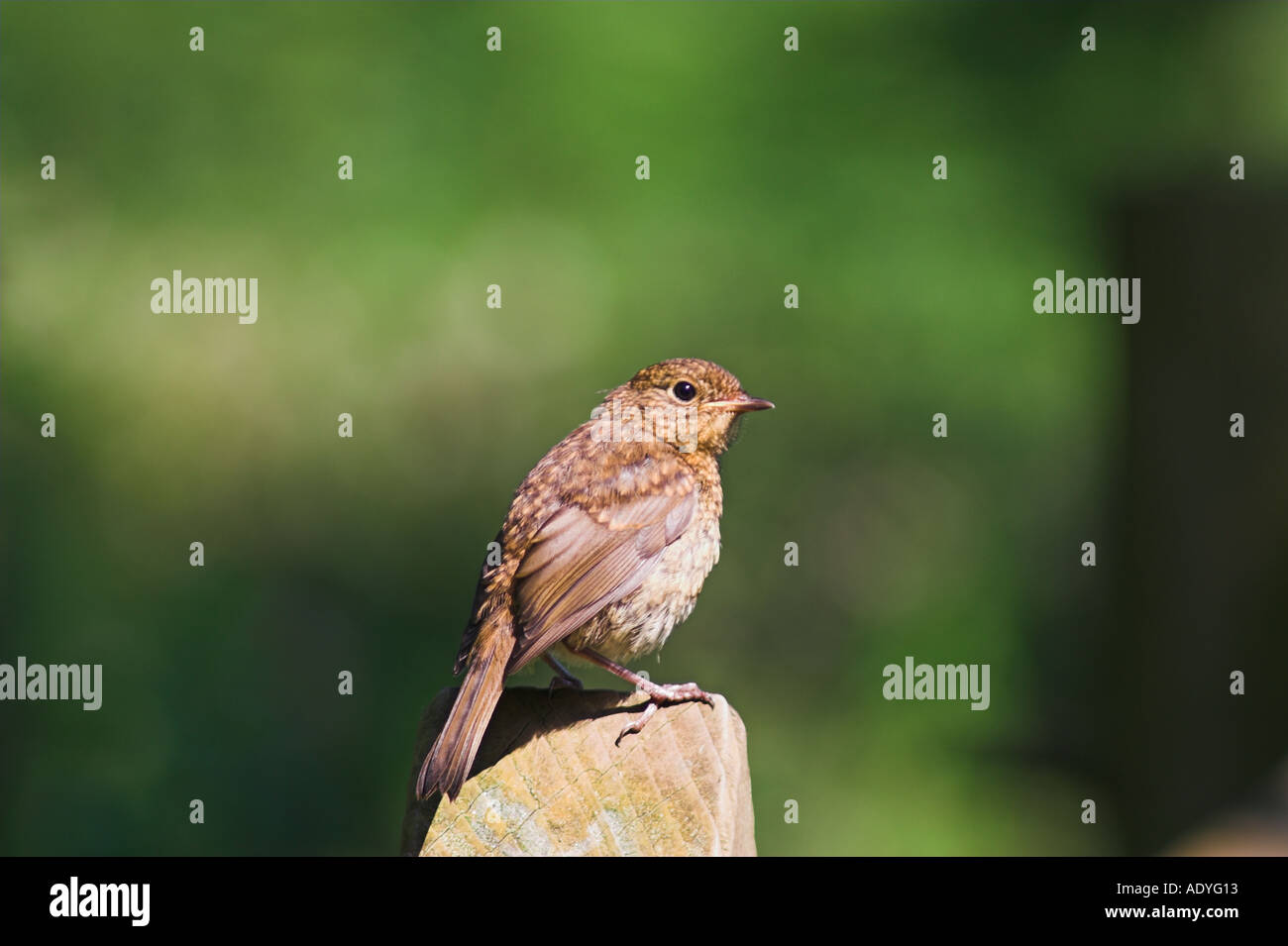 A newly Fledged Robin resting on a fence post Stock Photo - Alamy