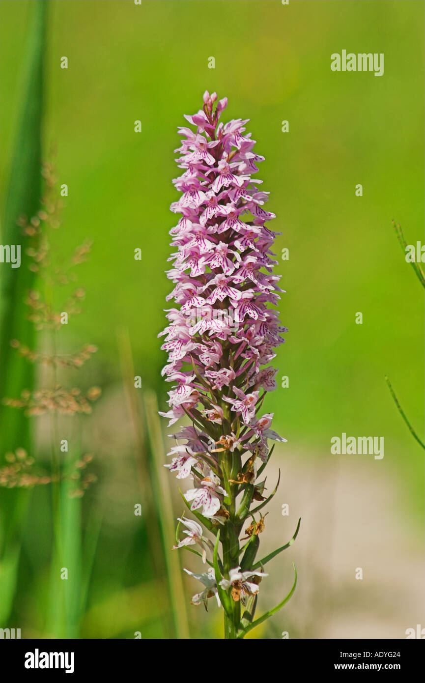 Fuchii hi-res stock photography and images - Alamy