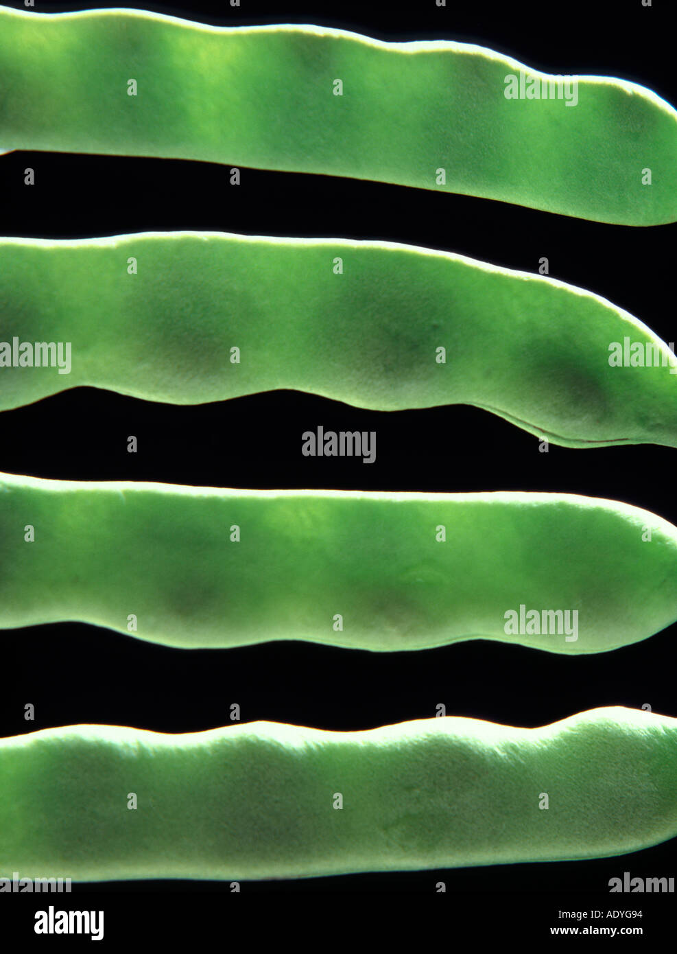 Fresh runner beans Stock Photo - Alamy