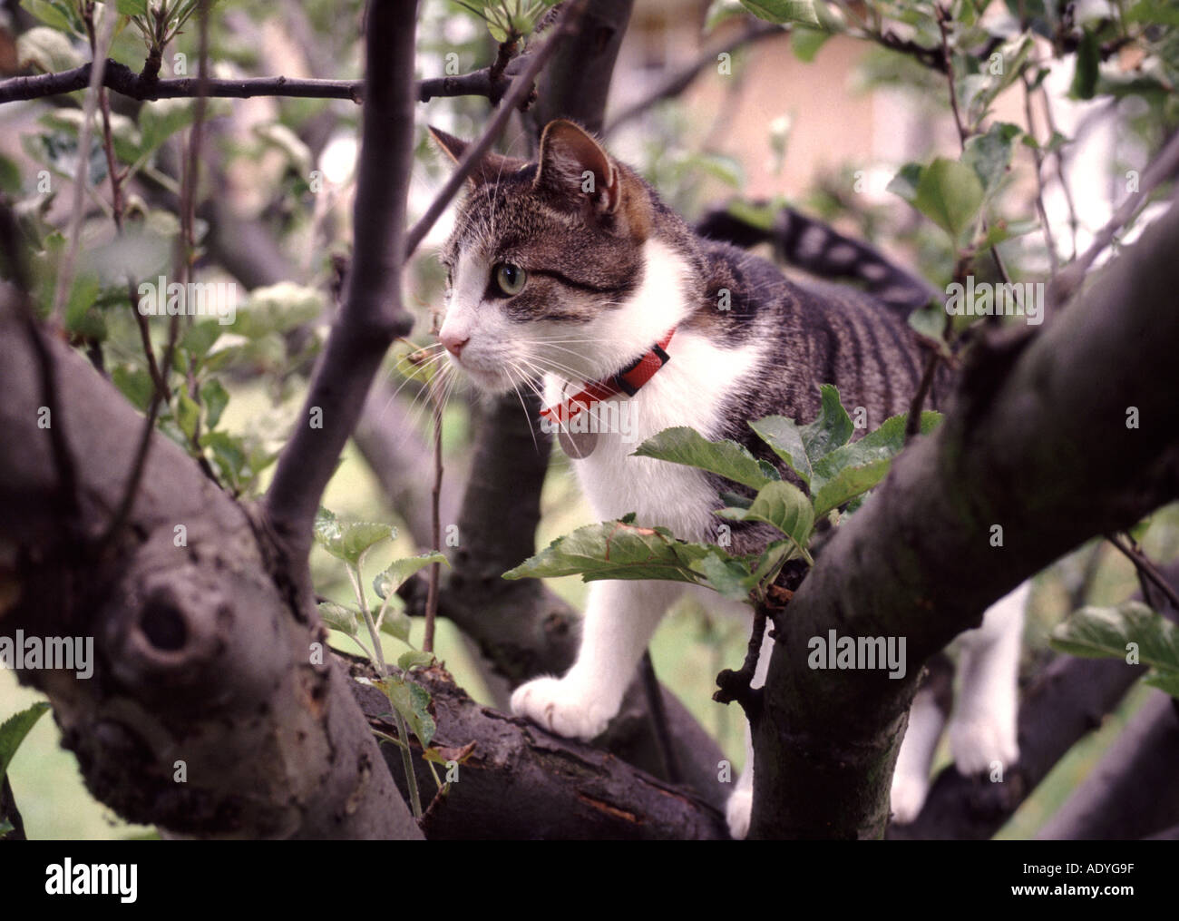 Domestic cat in a tree Stock Photo - Alamy