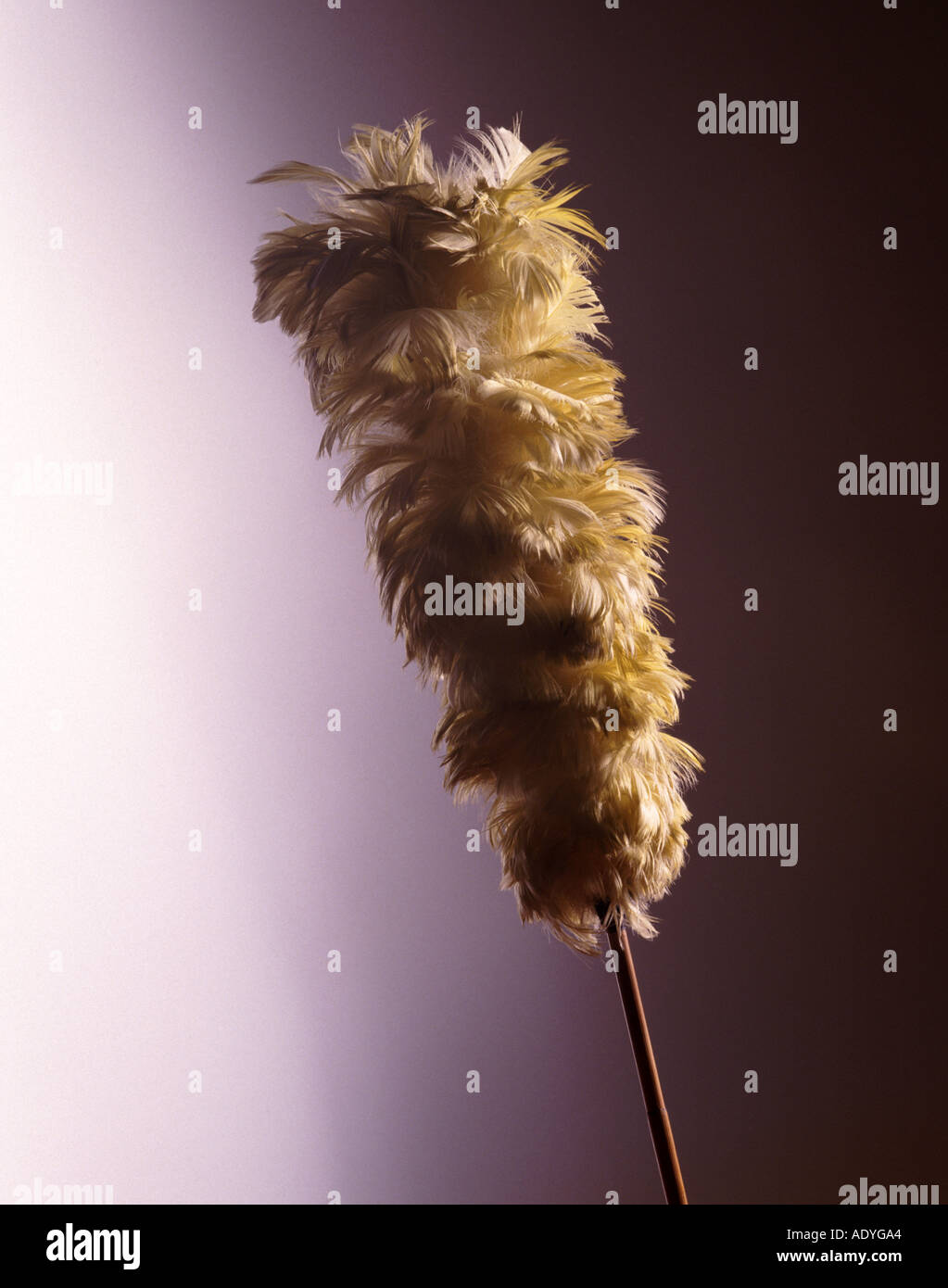 Feather duster and hi-res stock photography and images - Alamy