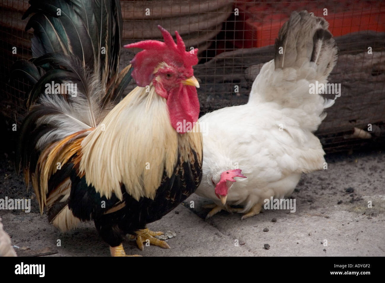 Exotic chickens hi-res stock photography and images - Alamy