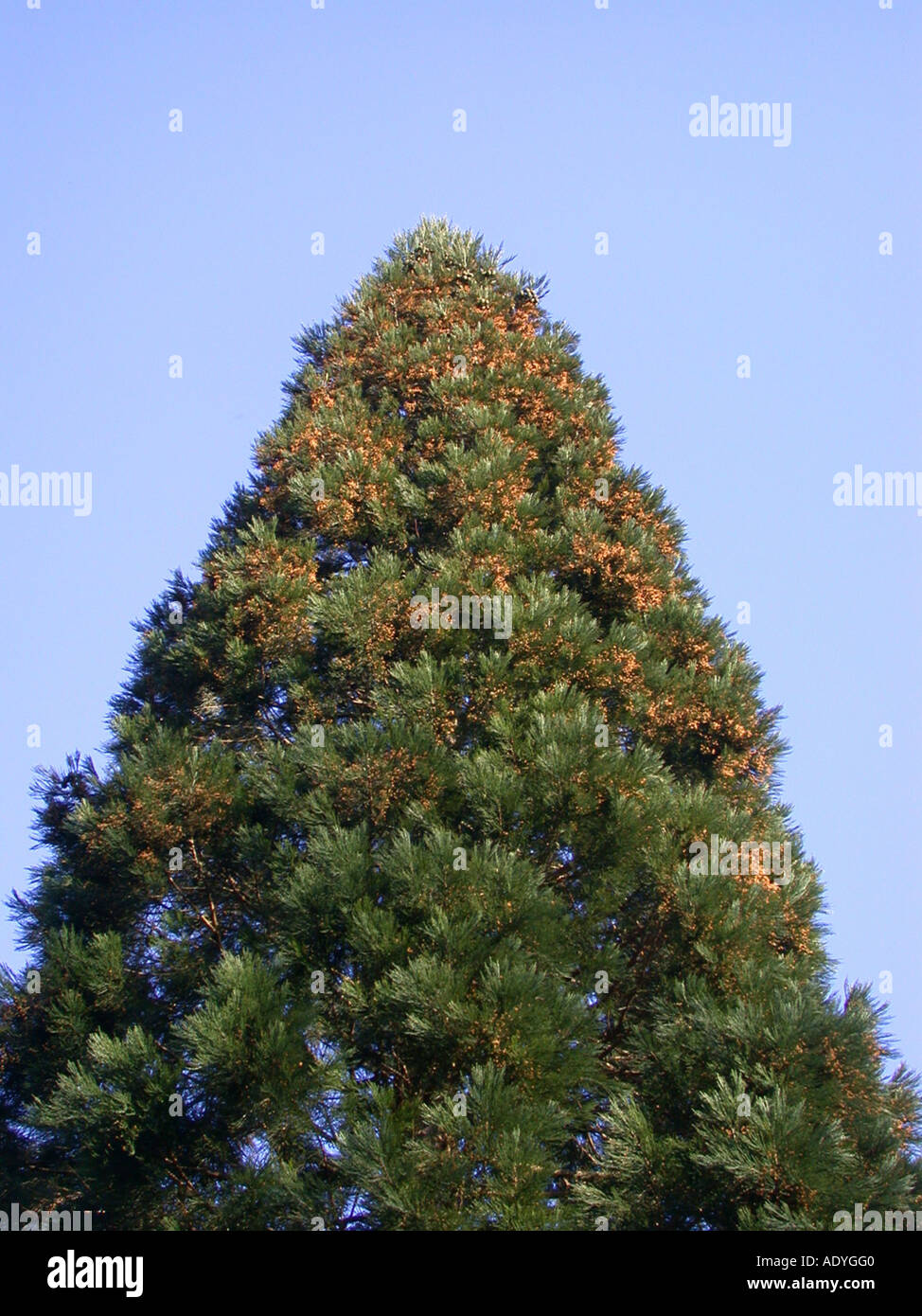 giant sequoia, giant redwood (Sequoiadendron giganteum), blooming tree ...