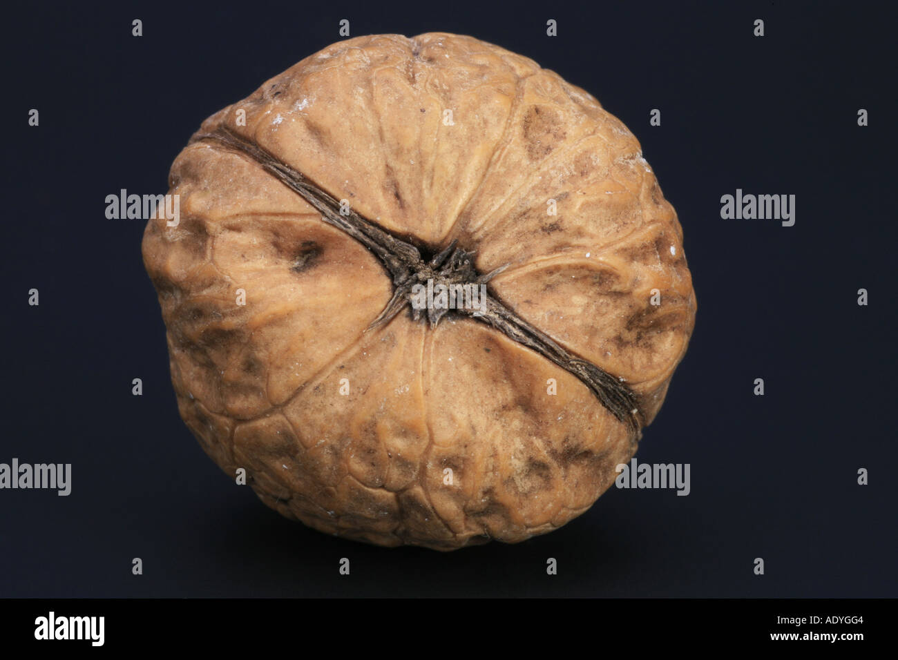 Walnut family juglandaceae hi-res stock photography and images - Alamy