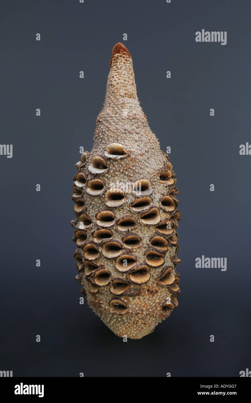 Bull Banksia (Banksia grandis), cone (lignified infrutescence ...