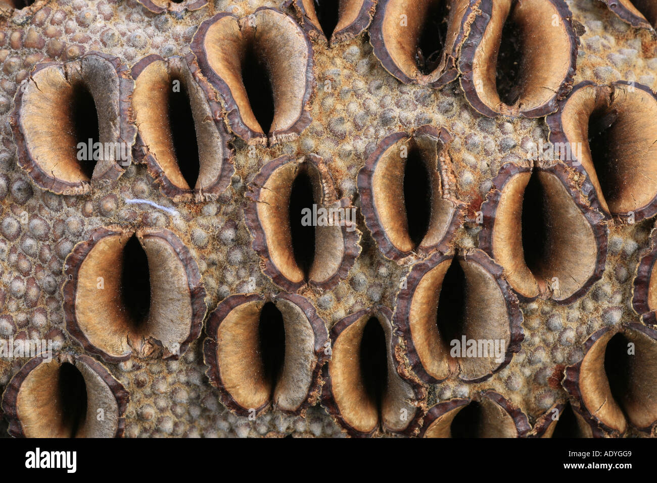 Bull Banksia (Banksia grandis), cone (lignified infrutescence ...