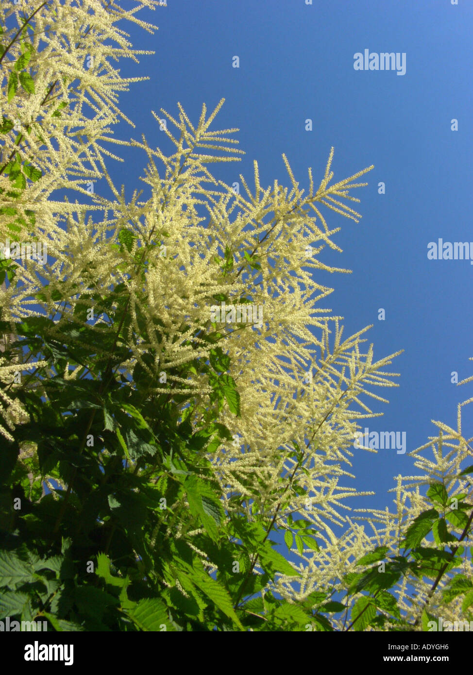 goat's beard spiraea, common goatsbeard (Aruncus dioicus), blooming ...