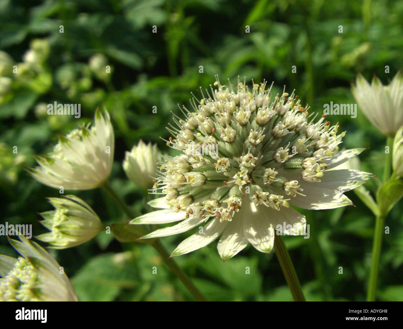 great masterwort (Astrantia major), inflorescence, white form Stock ...