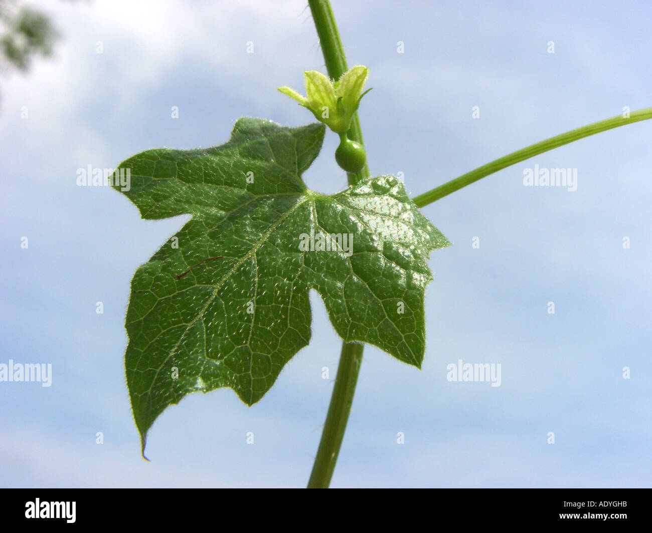 Bryonia dioica female hi-res stock photography and images - Alamy