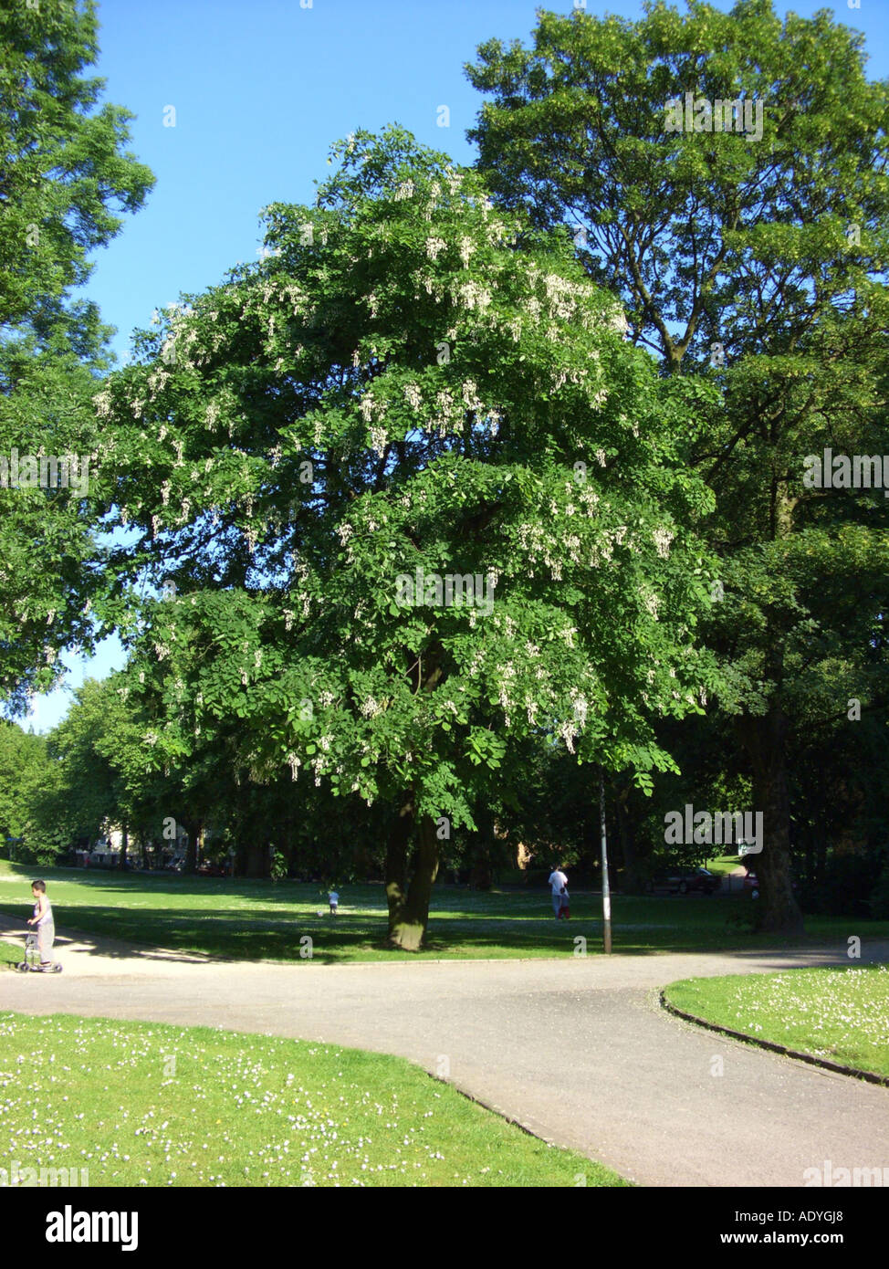 Yellow Wood (Cladrastis lutea), single tree in a park Stock Photo - Alamy