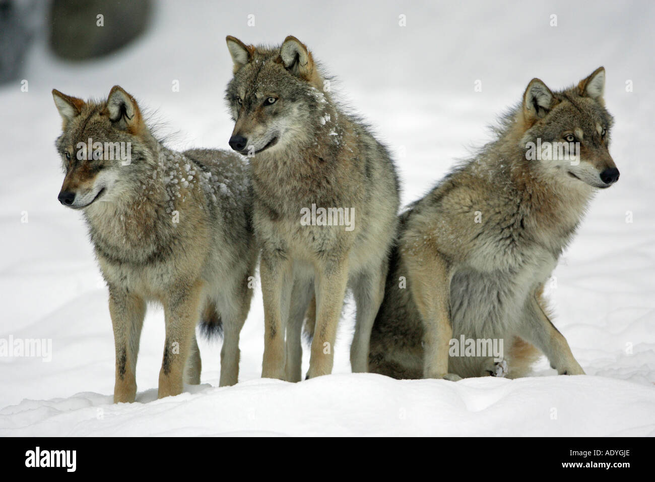 Juvenile wolves hi-res stock photography and images - Alamy