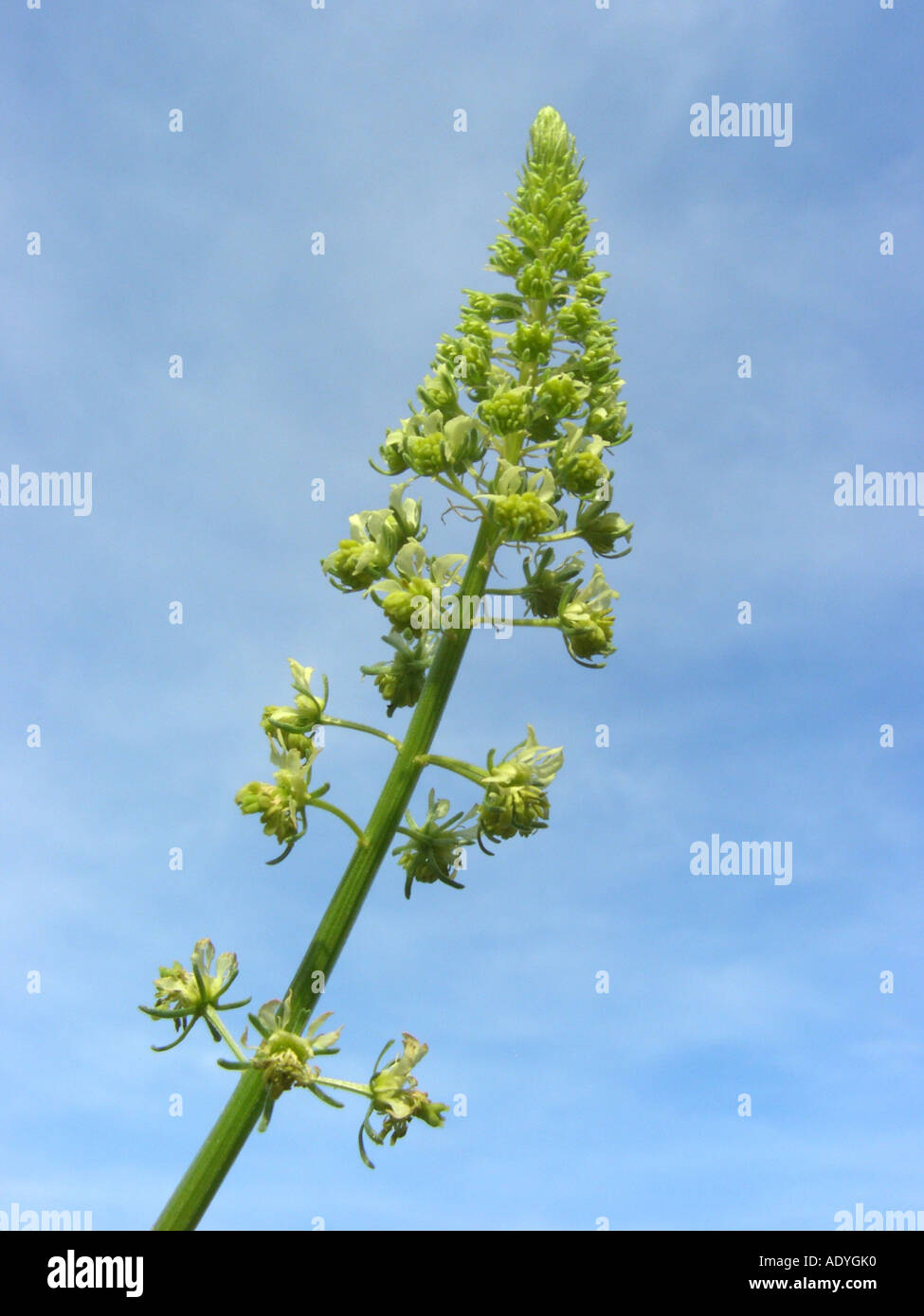 yellow mignonette, wild mignonette (Reseda lutea), inflorescence ...