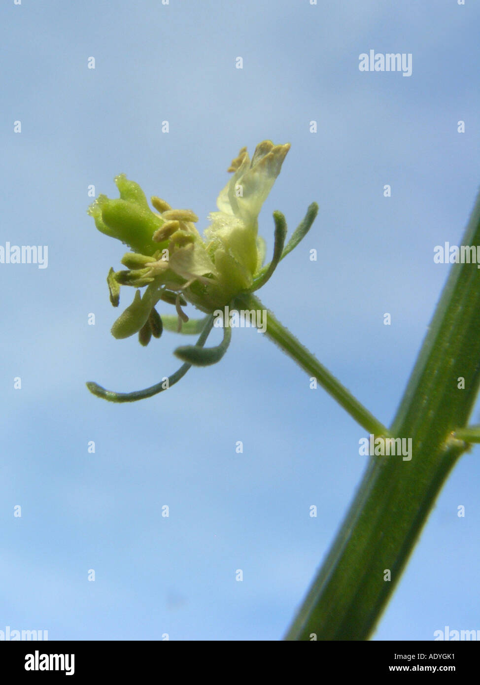 yellow mignonette, wild mignonette (Reseda lutea), flower against blue ...