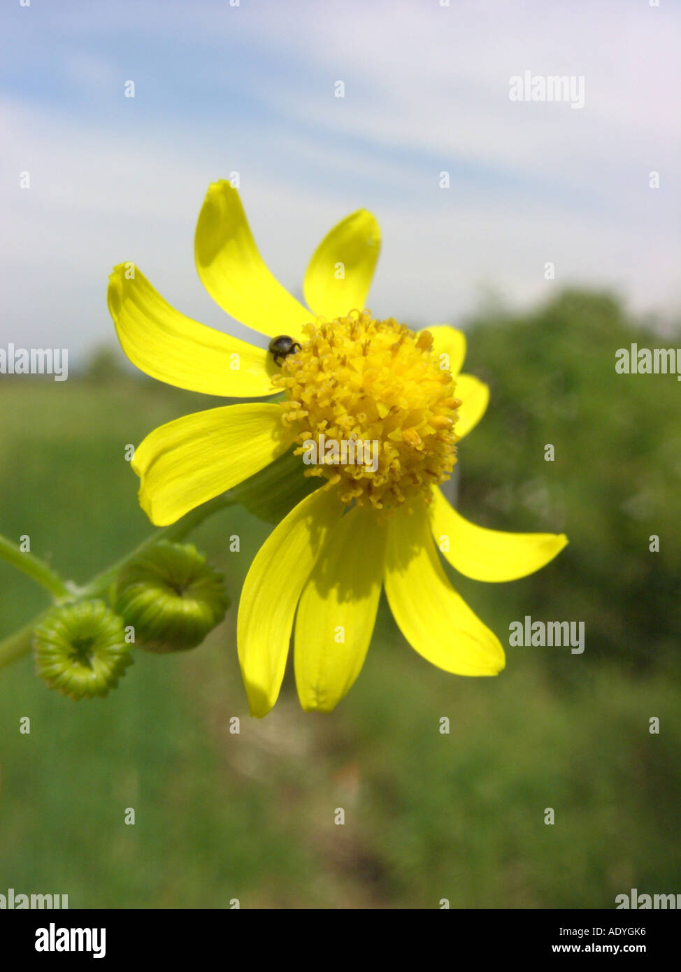 eastern groundsel, spring groundsel (Senecio vernalis), inflorescence ...