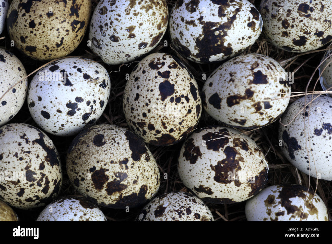 common quail (Coturnix coturnix), eggs, Germany Stock Photo - Alamy