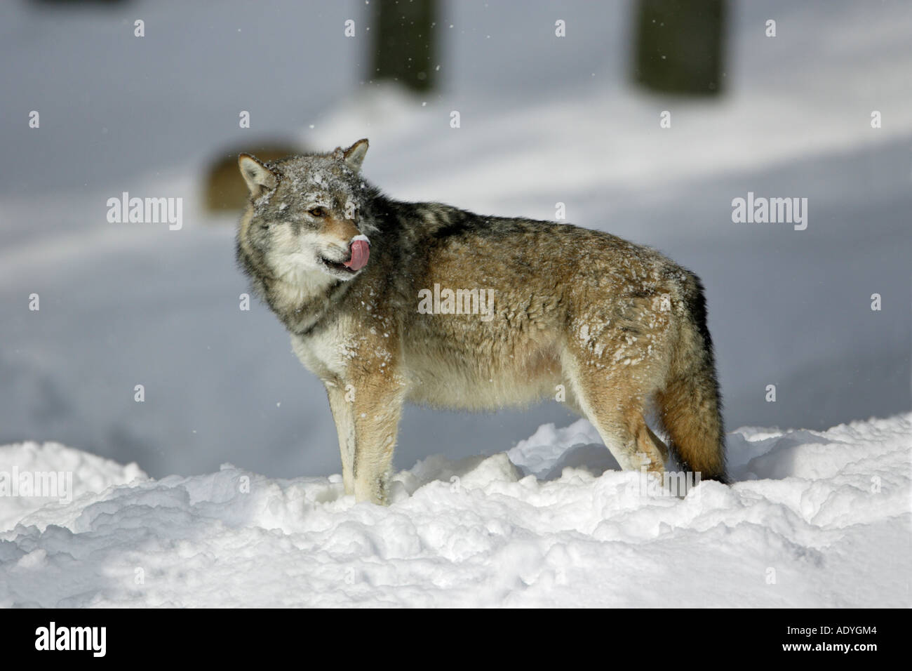 European Wolf Canis lupus Stock Photo - Alamy