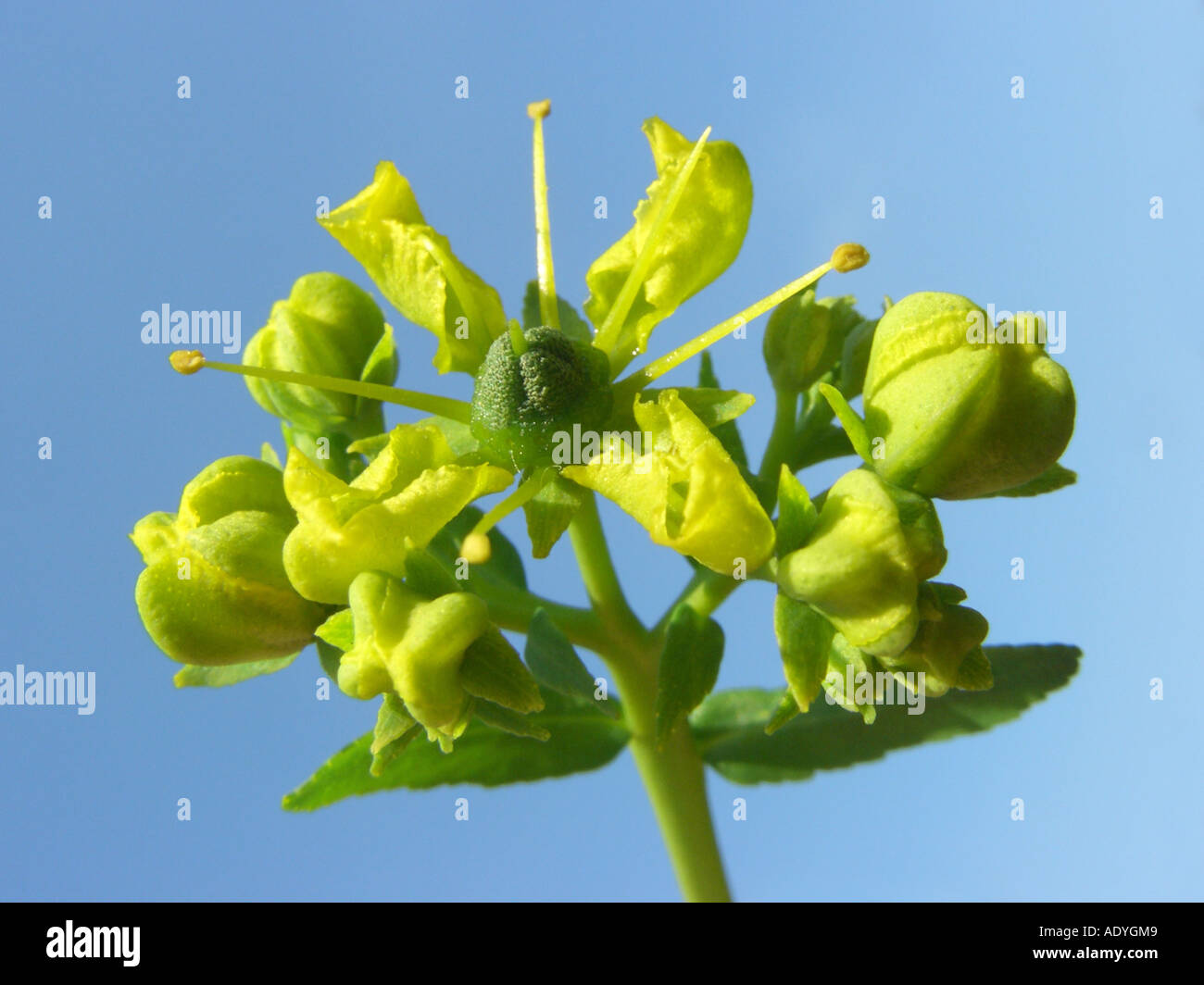 Blue rue ruta graveolens hi-res stock photography and images - Alamy