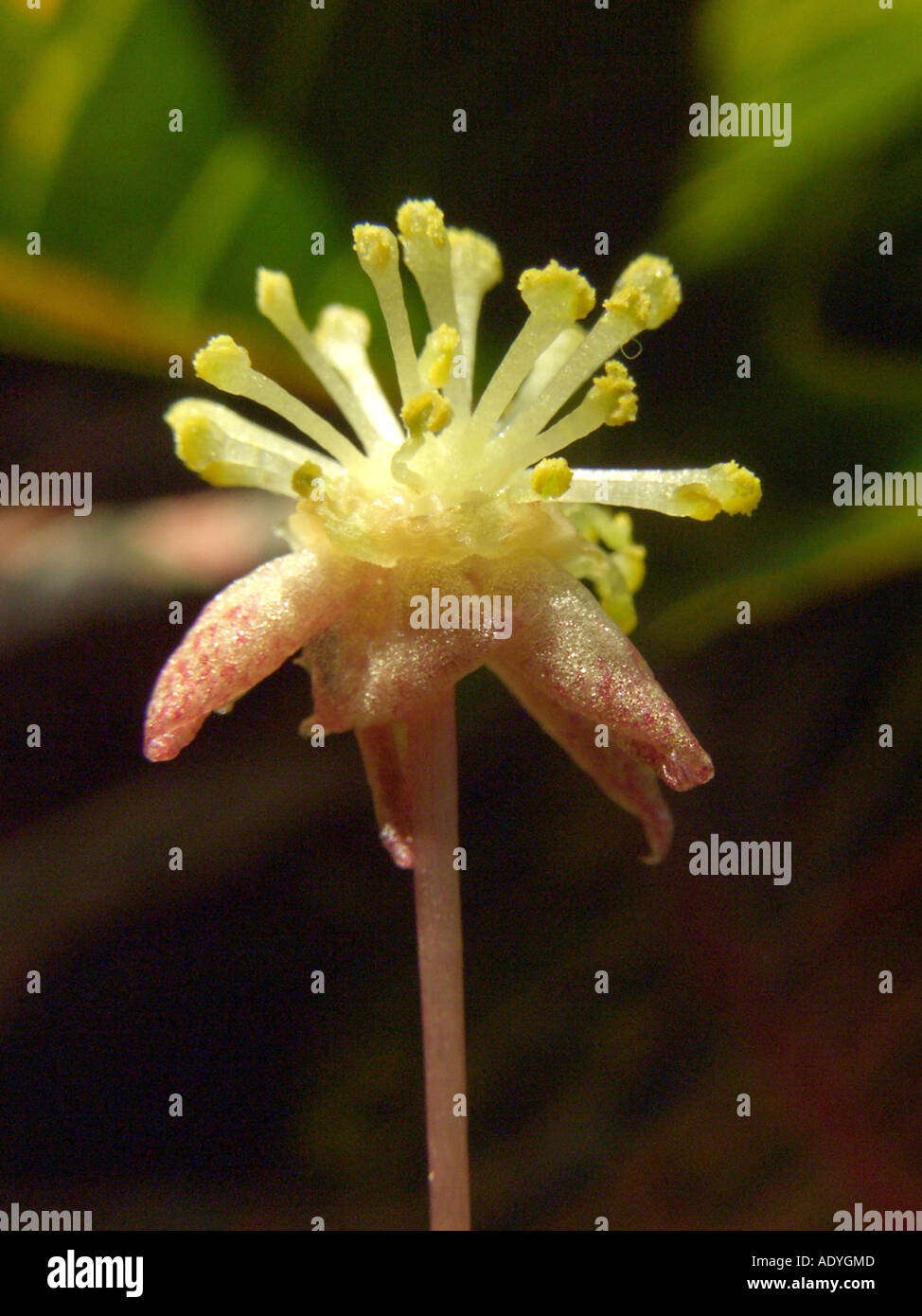 Codiaeum Variegatum Pictum High Resolution Stock Photography and Images ...