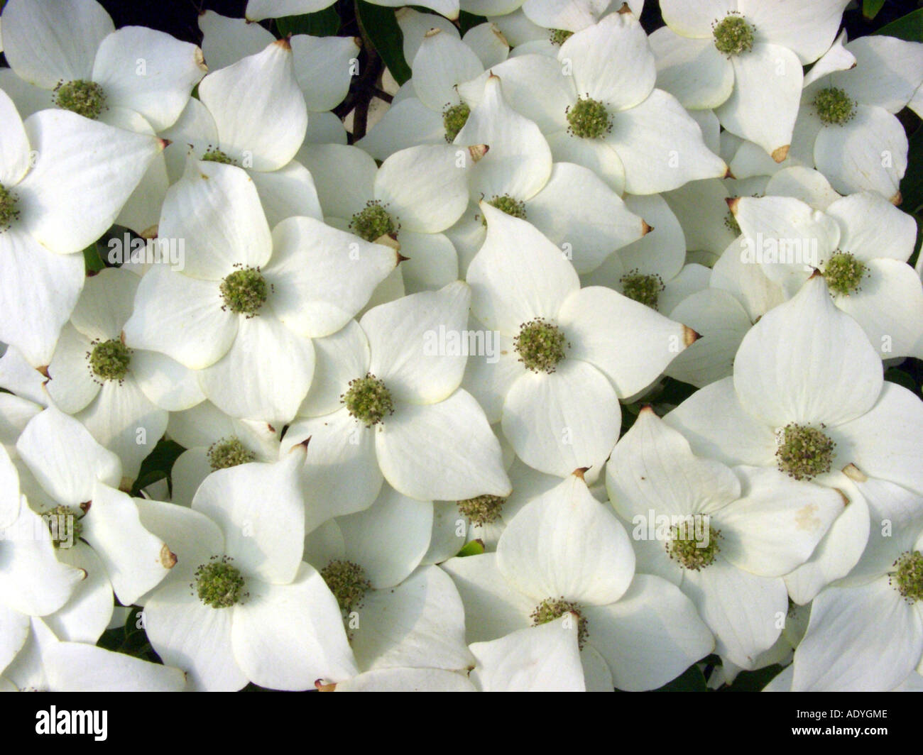 Dogwood Bonsai Kousa Japanese at Shirley Poe blog