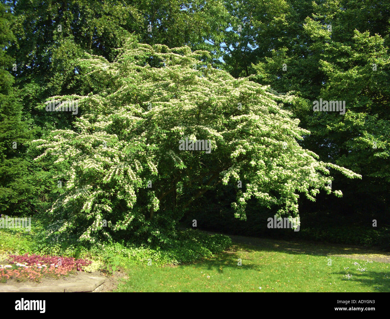Evergreen Cotoneaster (Cotoneaster x watereri, Cotoneaster watereri ...