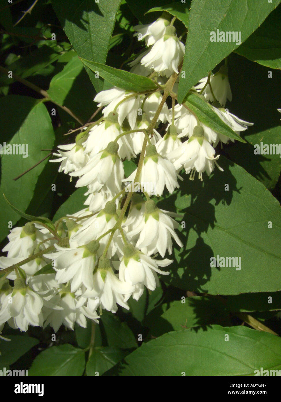 Deutzia scabra hi-res stock photography and images - Alamy